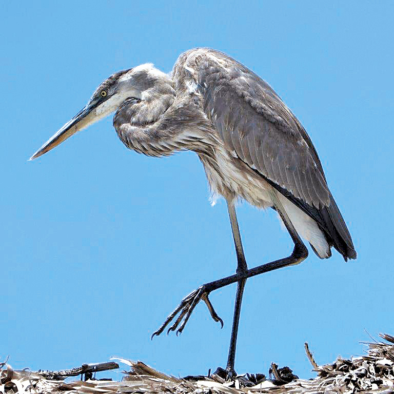 Exhibits returning to Cape Coral Library Art Gallery - Cape Coral Breeze